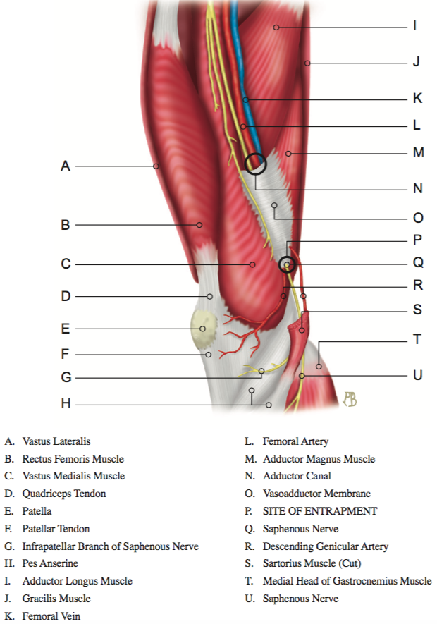 Patellar Ligament [Quadriceps Tendon] - ProScan Education